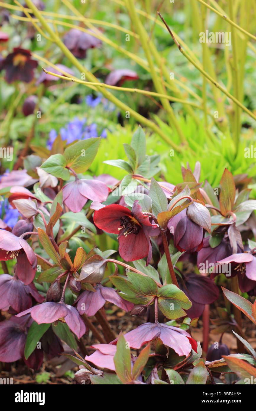 Green winter stems of Cornus sericea 'Flaviramea' with dark purple ...