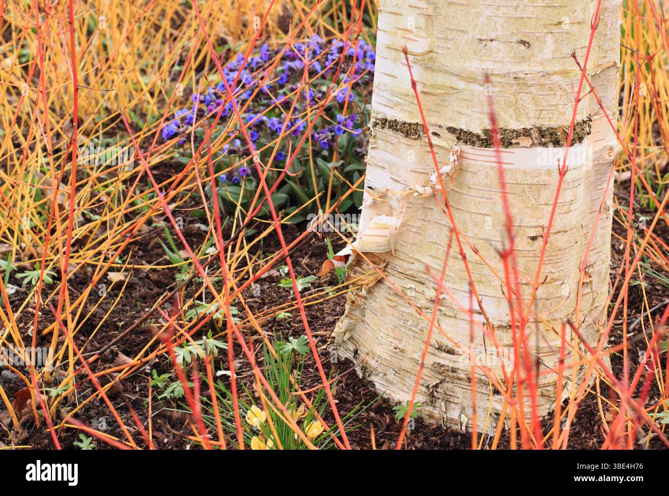 Himalayan birch tree hi-res stock photography and images - Alamy