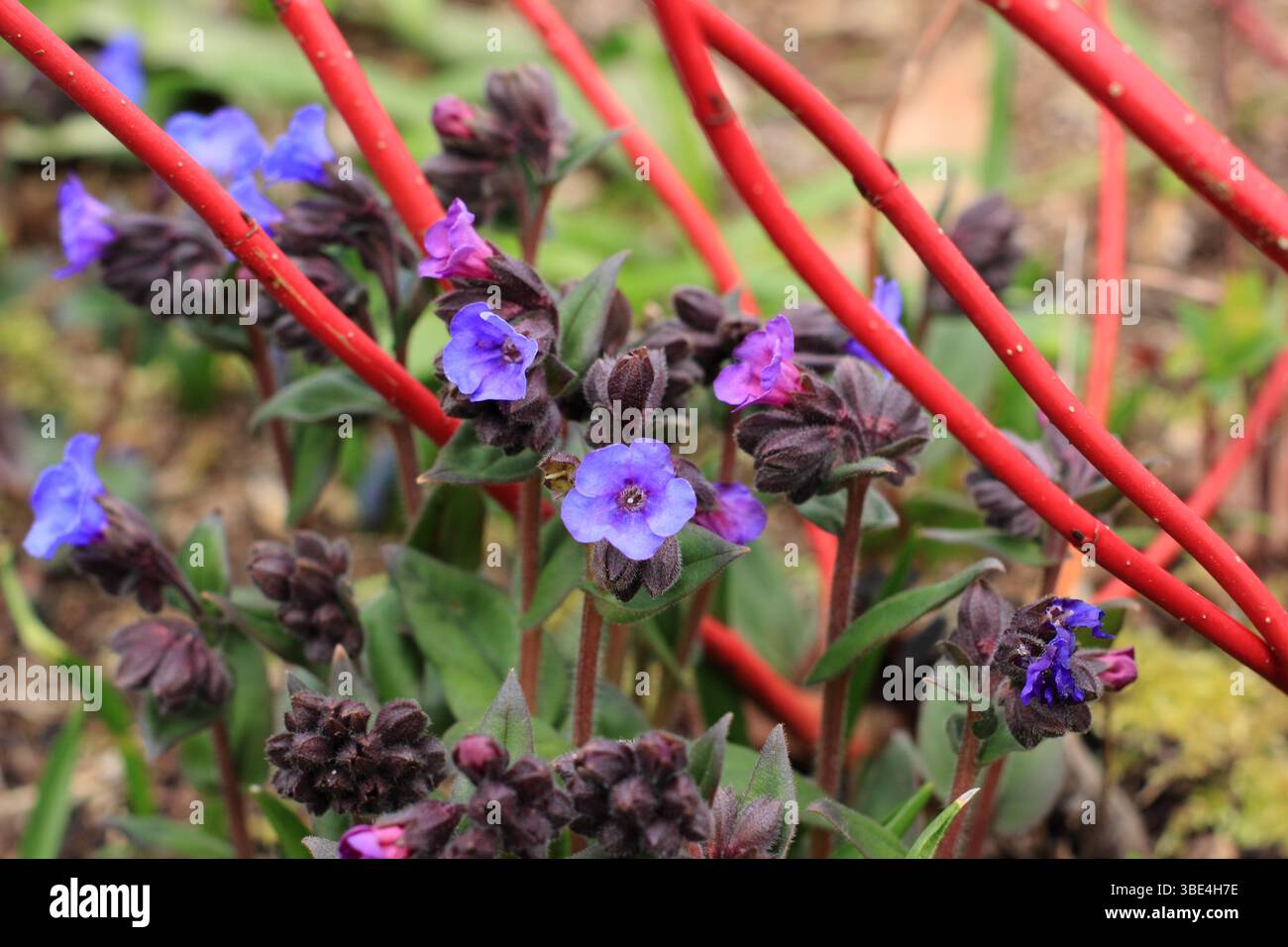 Cornus alba Baton Rouge dogwood planted with Pulmonaria Blue Ensign in ...