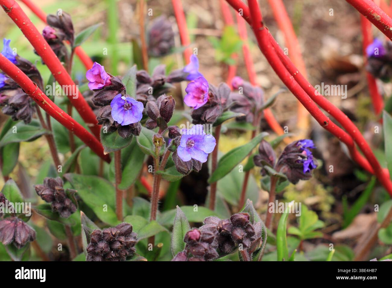 Cornus alba Baton Rouge dogwood planted with Pulmonaria Blue Ensign in ...