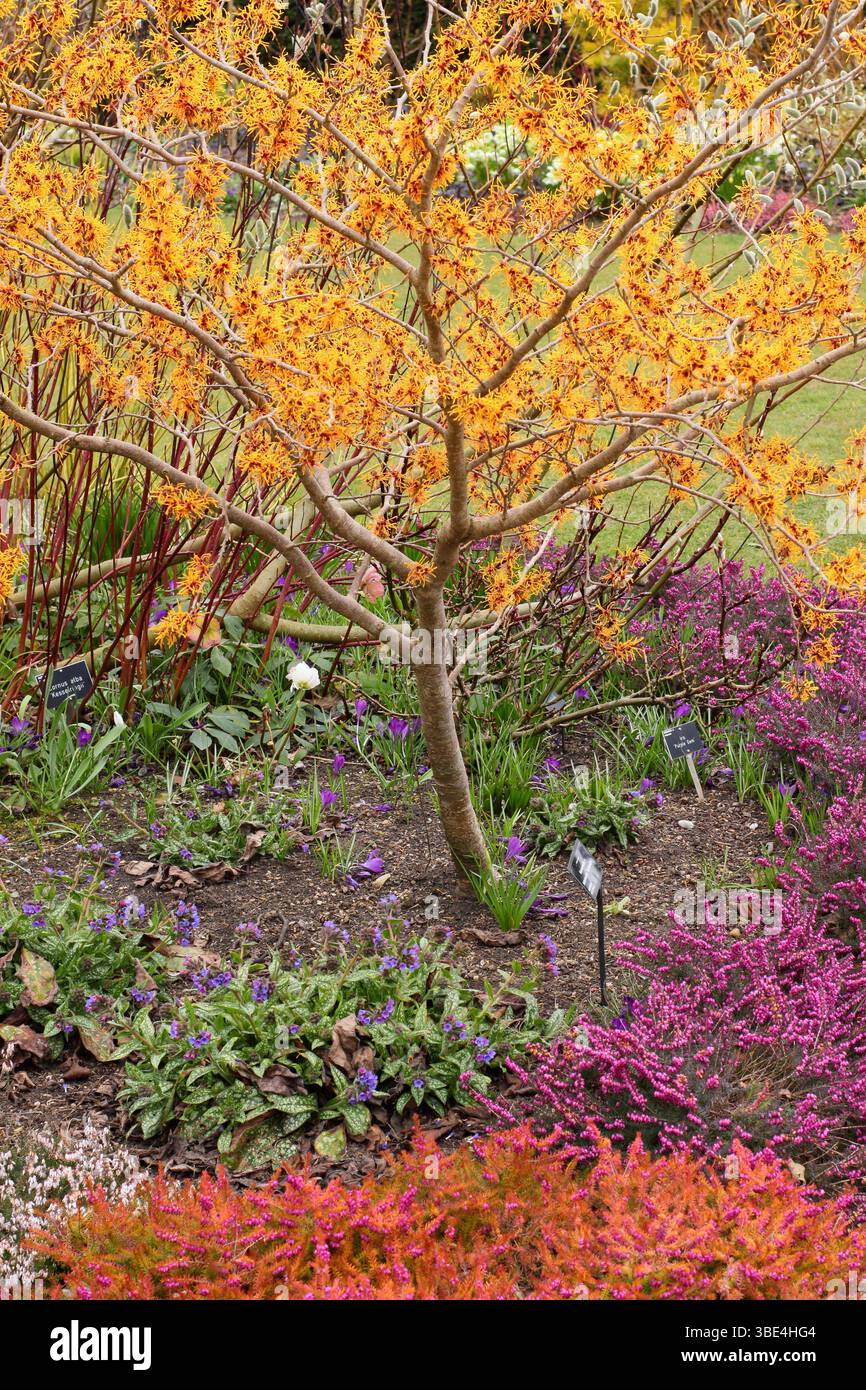 Hamamelis × intermedia Aphrodite underplanted with Erica Kramer's Rote ...