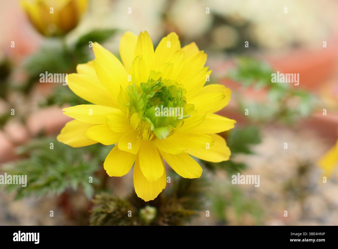 Adonis amurensis 'Hanazono', a rare plant, displaying characteristic ...