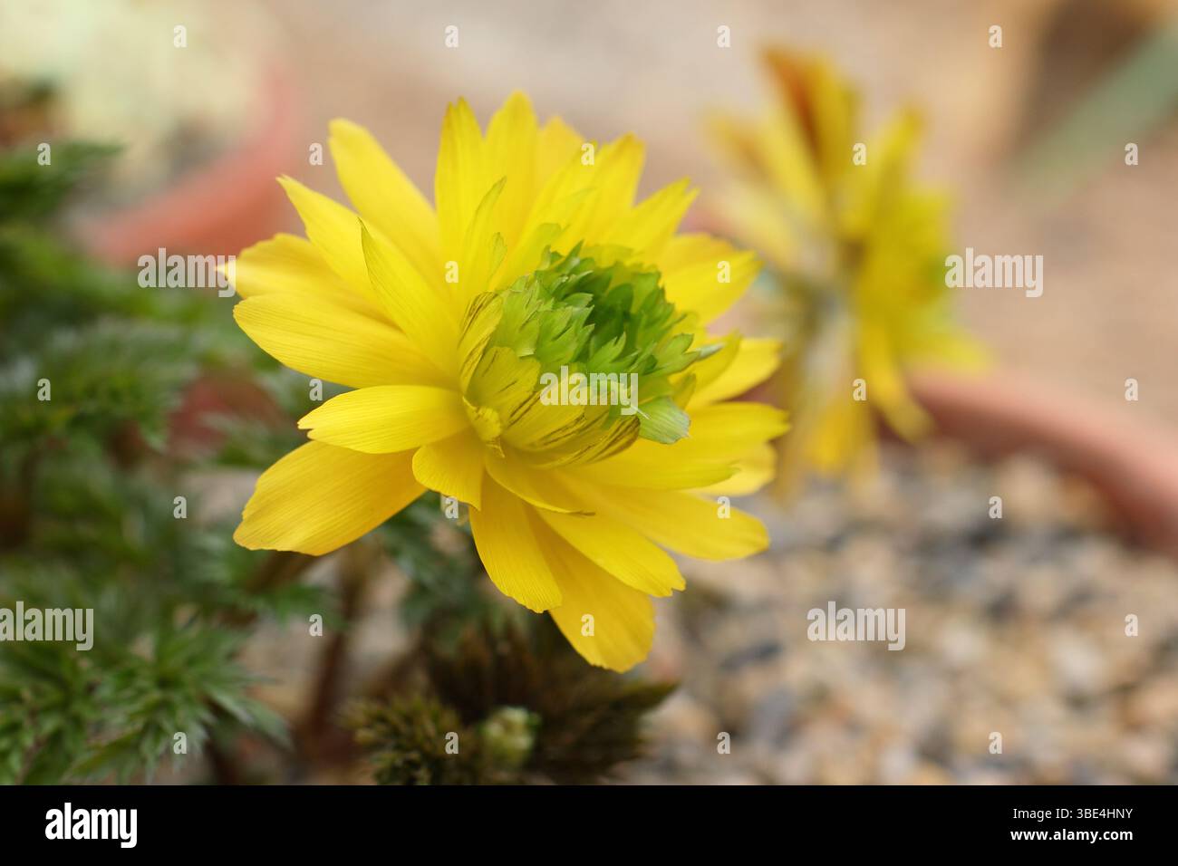 Adonis amurensis 'Hanazono', a rare plant, displaying characteristic ...