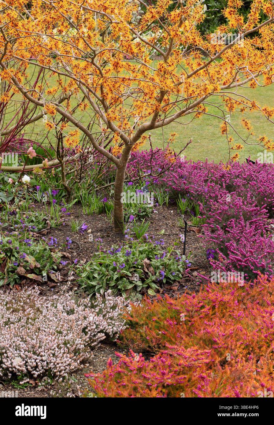 Hamamelis × intermedia Aphrodite underplanted with Erica Kramer's Rote ...