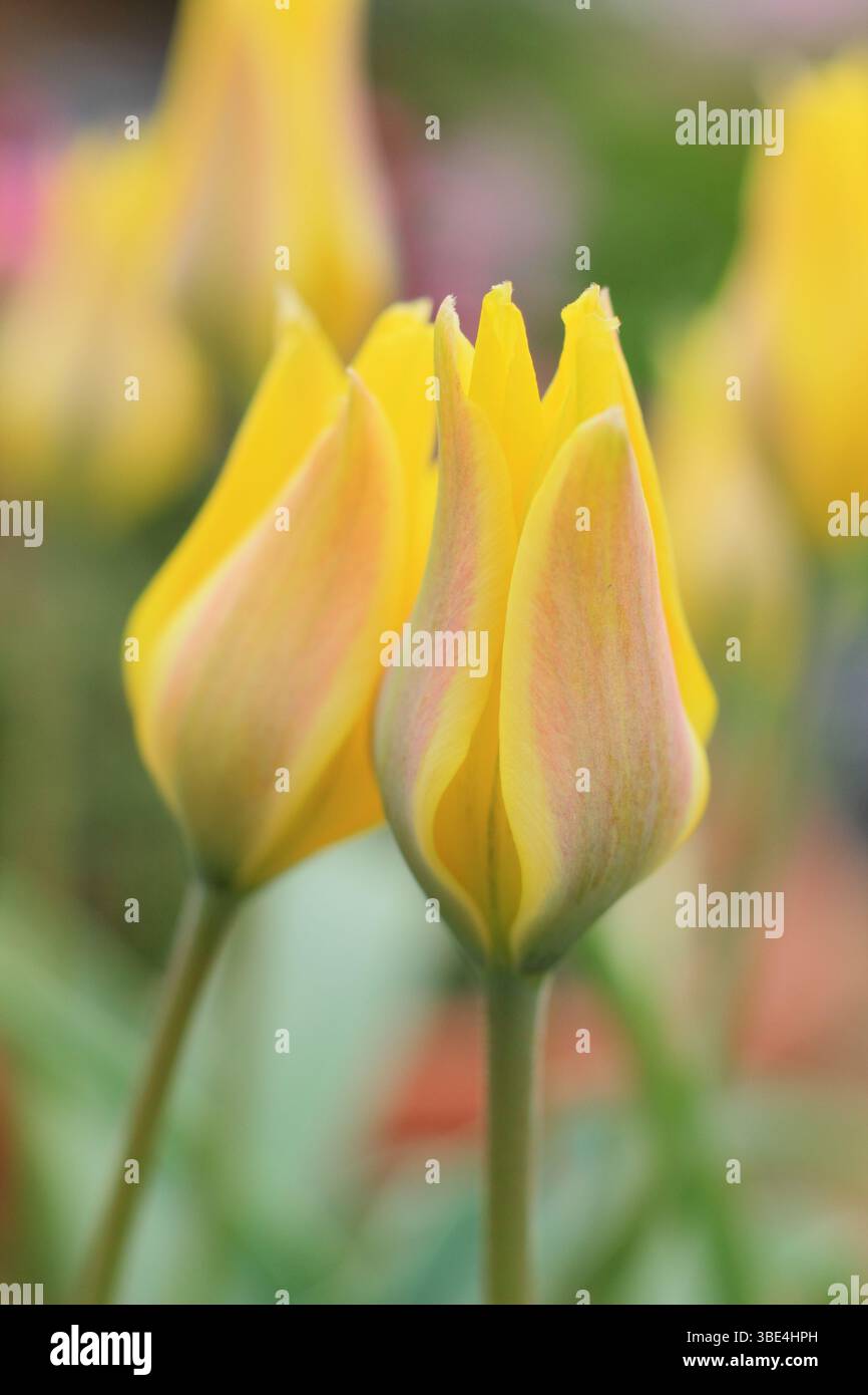 Tulip iliensis hi-res stock photography and images - Alamy