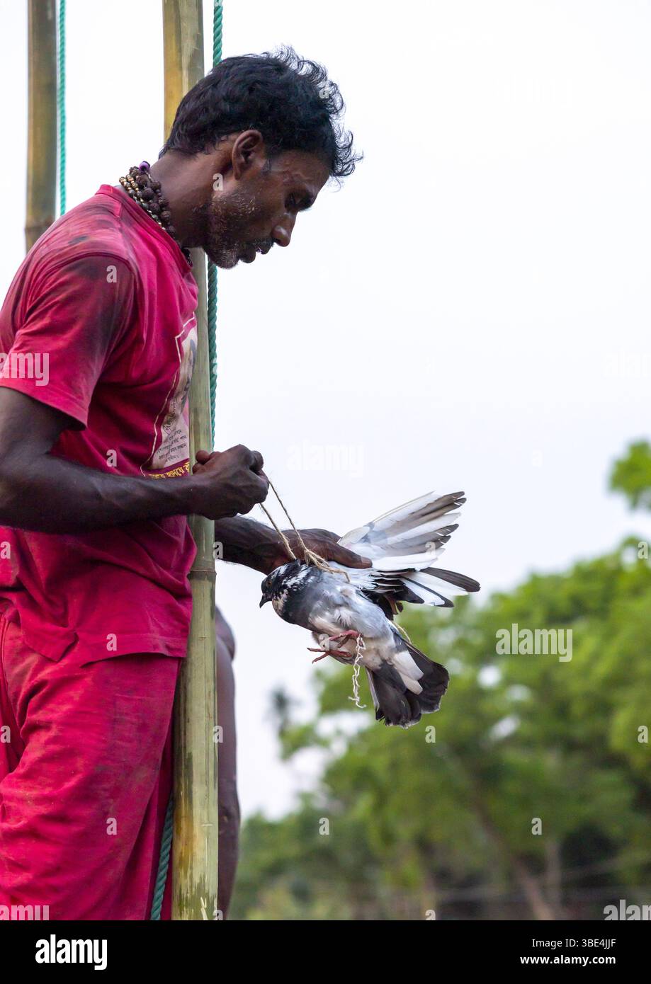 Man with a pigeon before a body suspension during Charak Puja, Sylhet Division, Kamalganj ...
