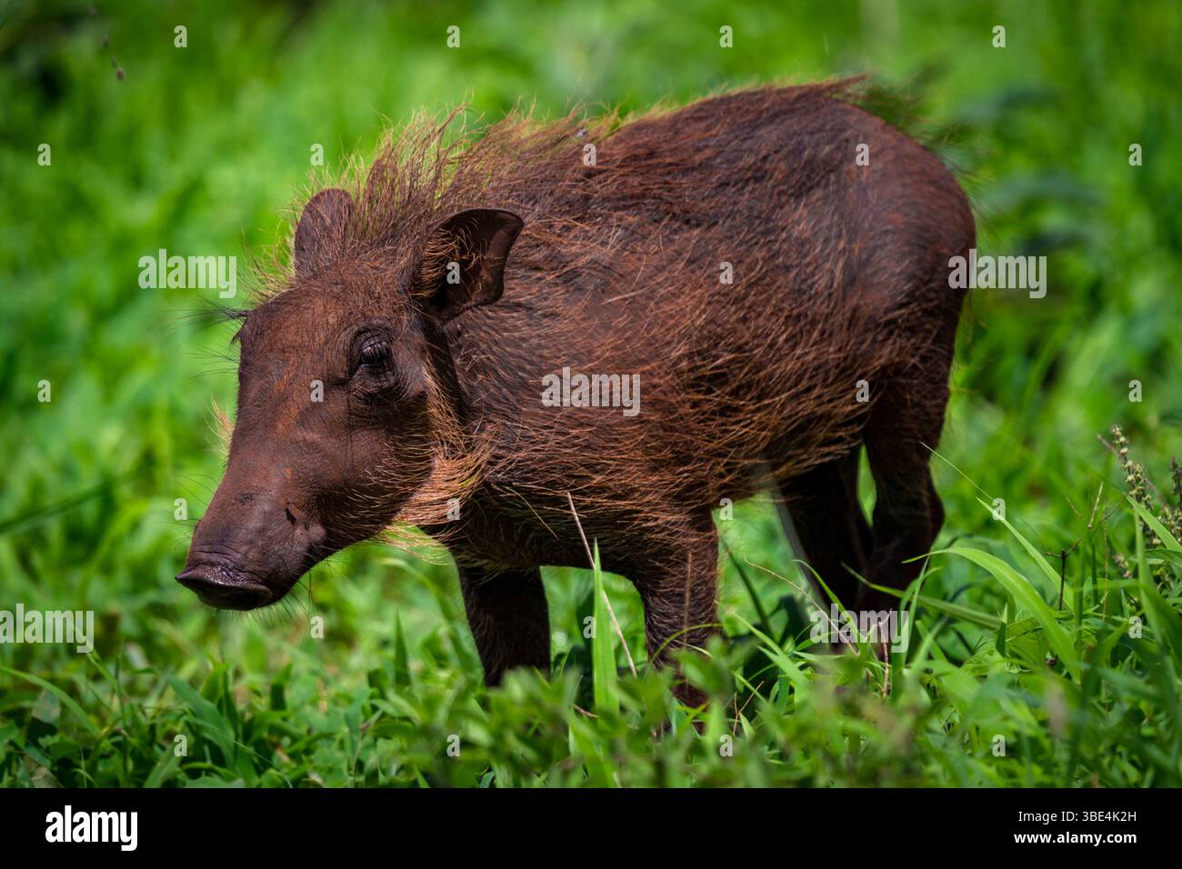 Warthog in green grassland, African savanna Stock Photo - Alamy
