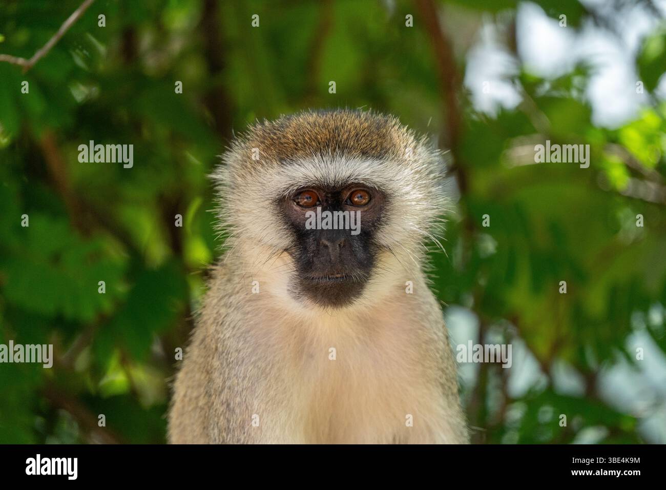 Vervet monkey close-up portrait in natural green habitat, African ...