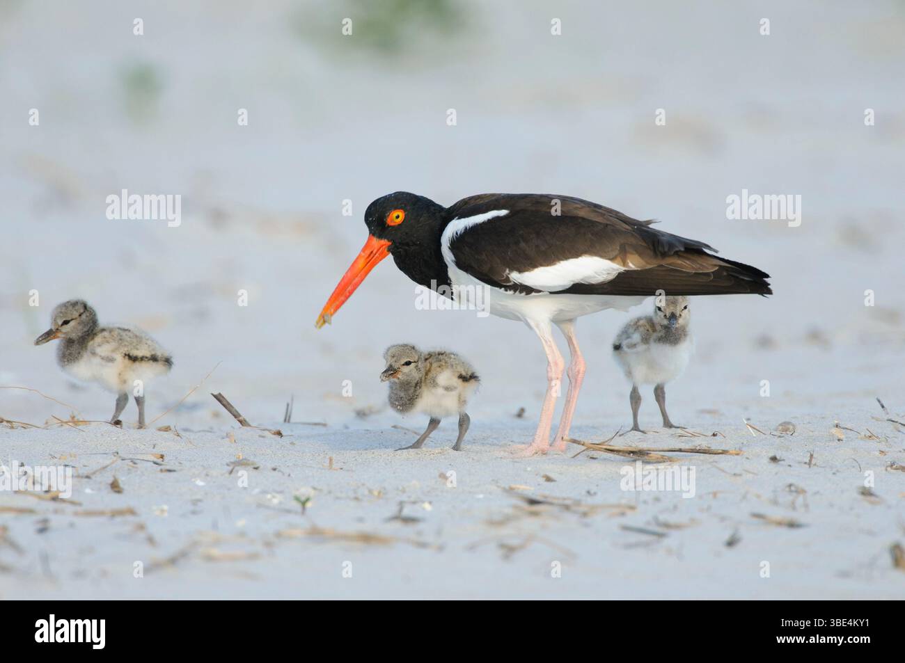American Oystercatcher with two young chicks on an Atlantic coast ...
