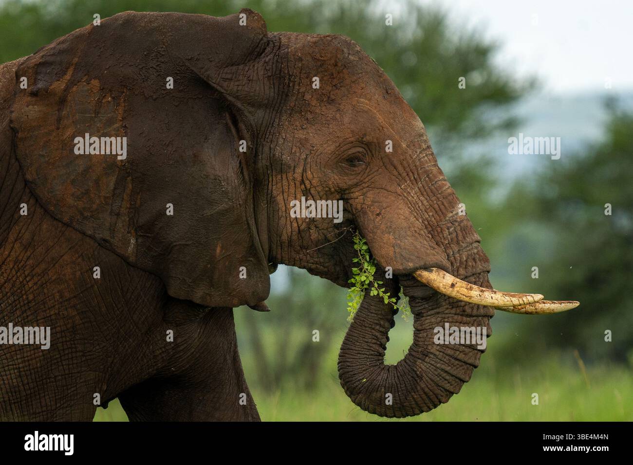 Elephant chewing plants hi-res stock photography and images - Alamy