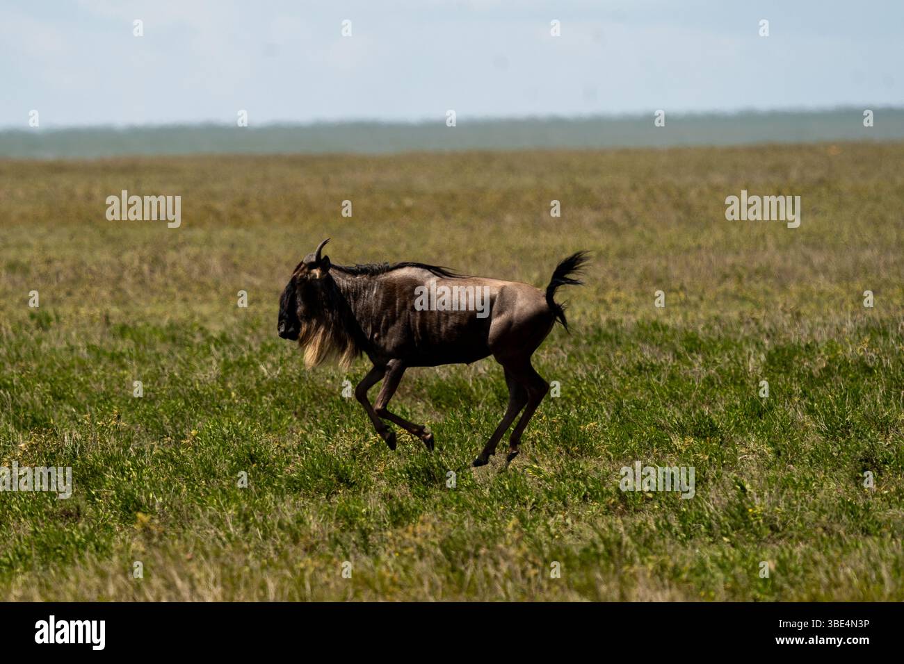 Migratory blue wildebeest connochaetes hi-res stock photography and ...