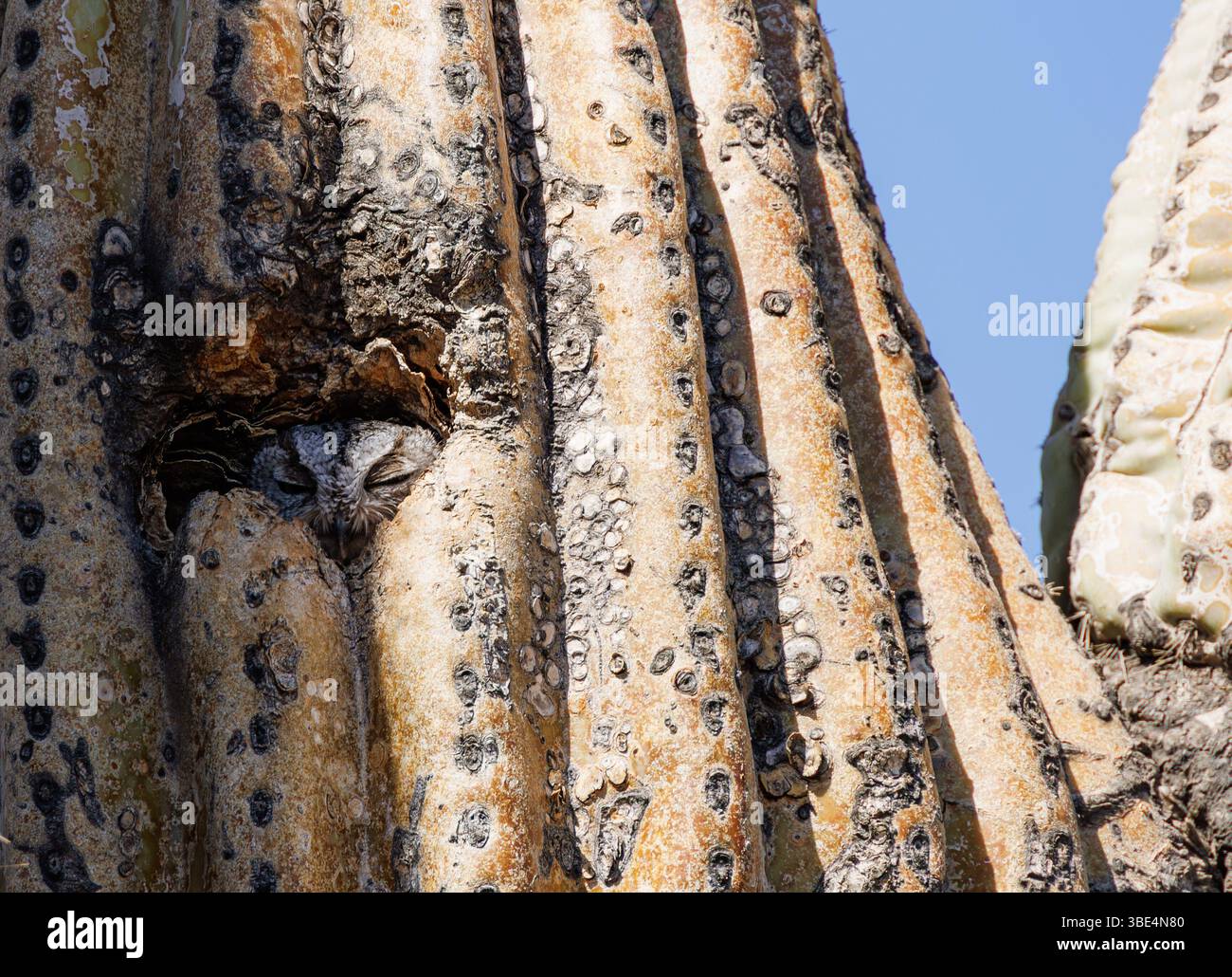 Saguaro cactus animal hi-res stock photography and images - Alamy