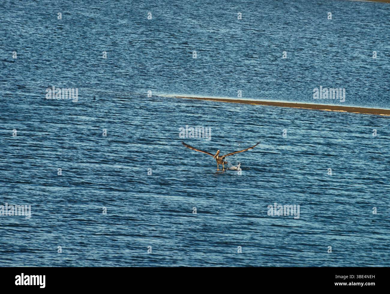 Single brown pelican soaring into wetlands of Huntington beach with ...