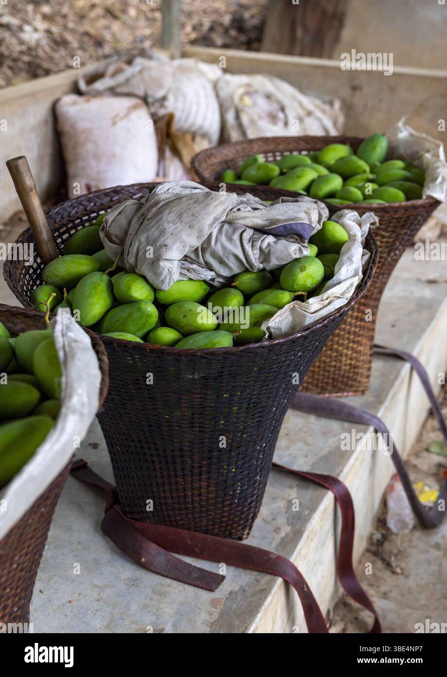 Green mangoes in bamboo baskets in Murong tribe area, Chittagong ...