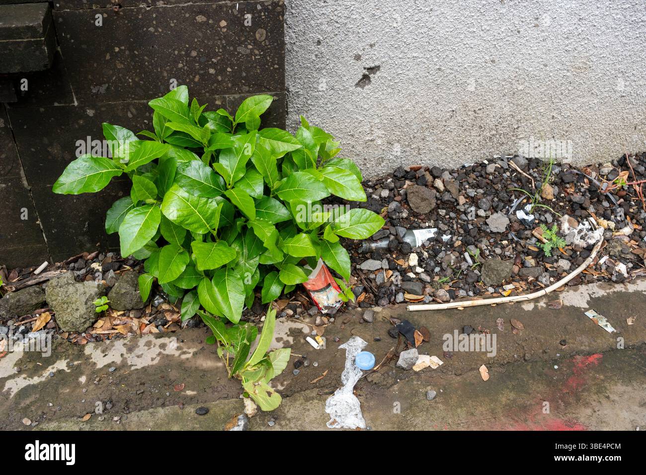 Small plant is growing in a crack in the sidewalk. The plant is ...