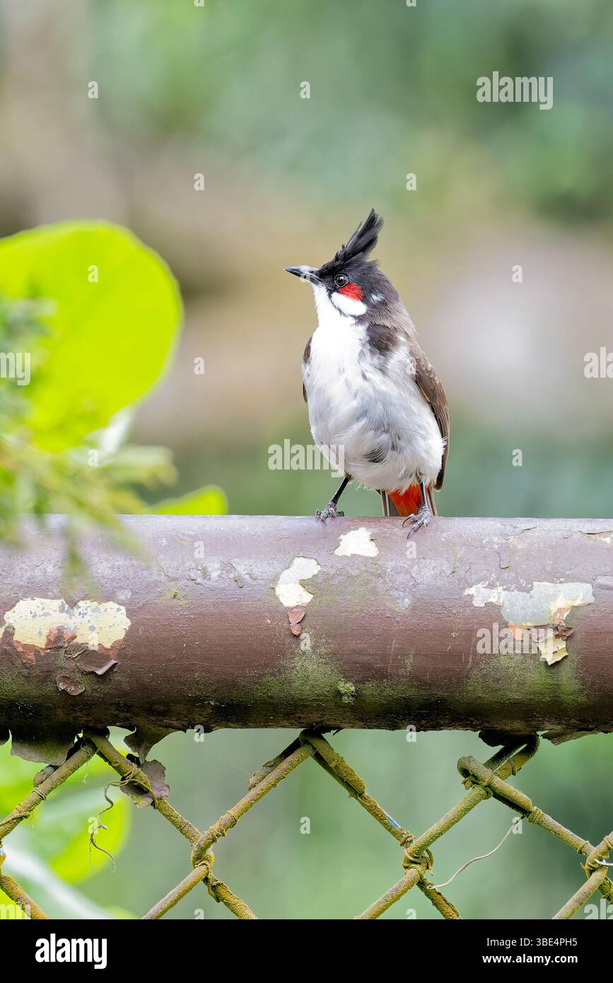 A red Crested Bulbul (Pycnonotus jocosus Stock Photo - Alamy