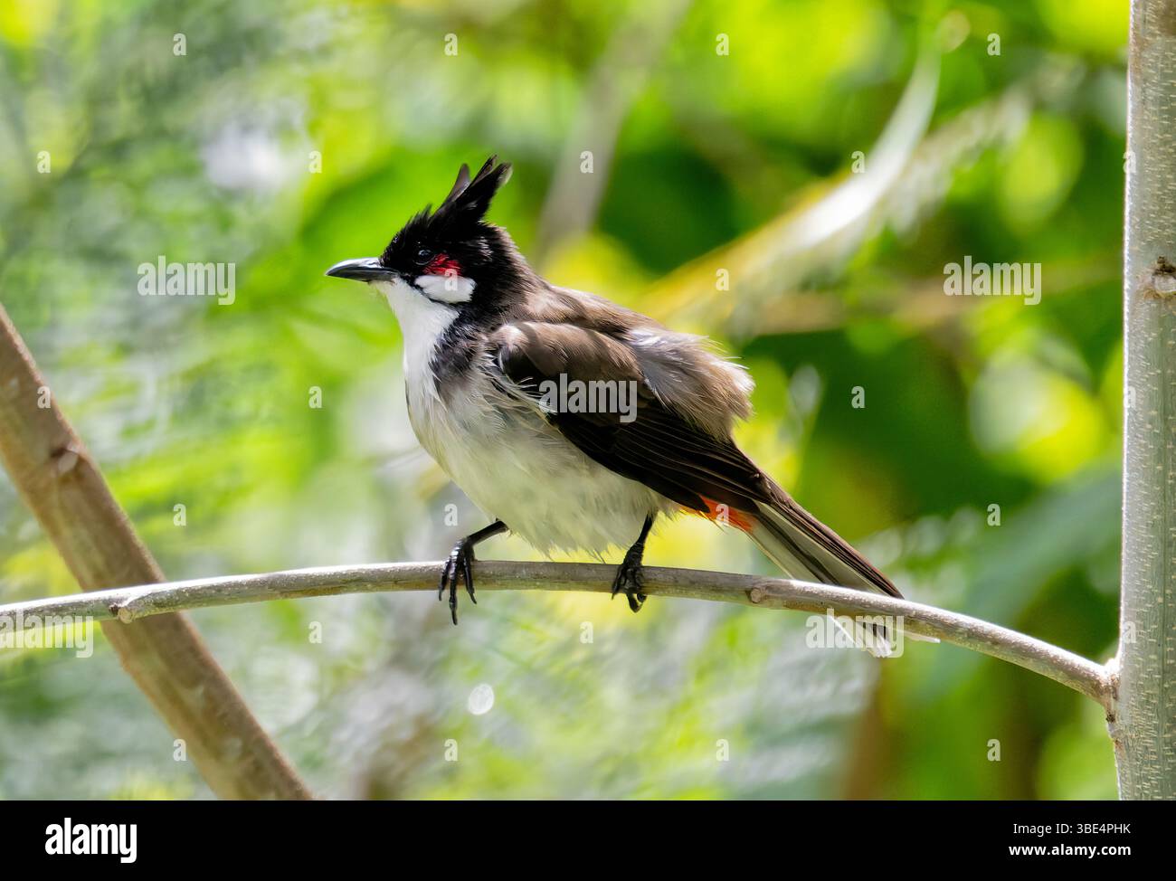 A red Crested Bulbul (Pycnonotus jocosus Stock Photo - Alamy
