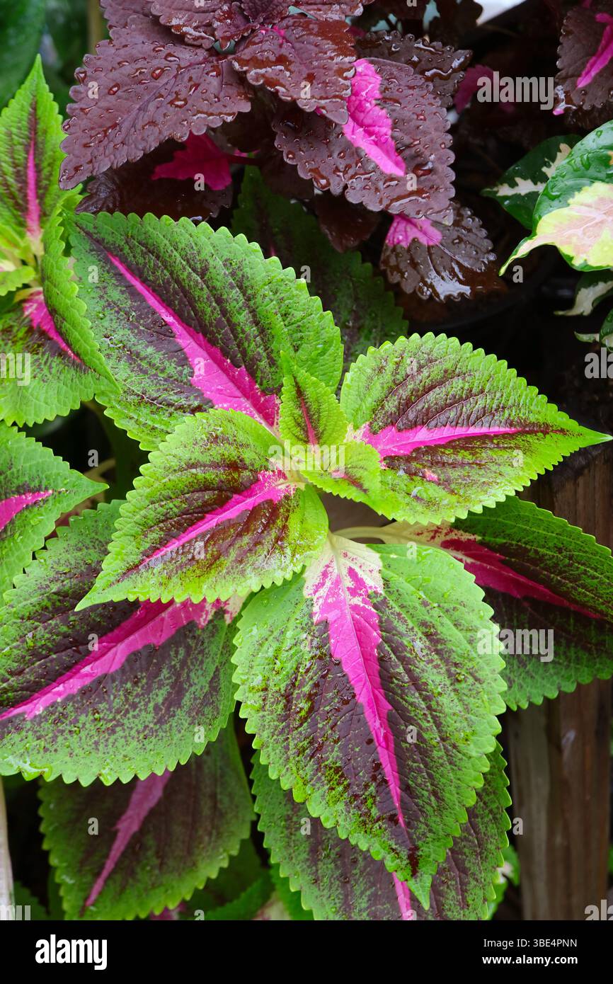 Vivid Green and Hot Pink Coleus Plants Growing in the Garden Stock ...