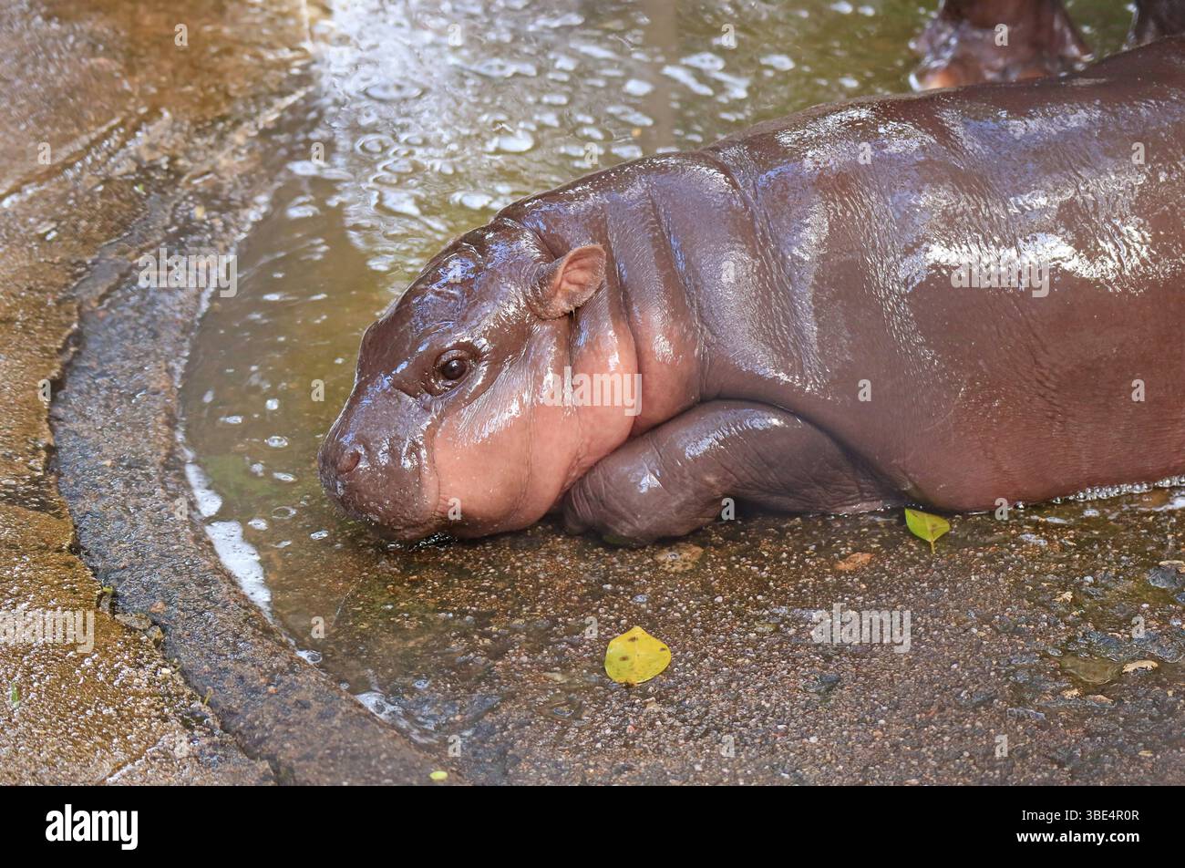 Closeup of a 3 months old baby Pygmy Hippo with adorable pinkish cheek ...