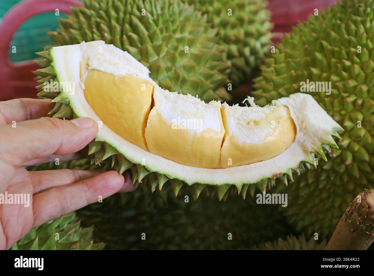 Hand Holding Delectable Opened Durian Fruit with Pile of Freshly Harvested Fruits in Background ...