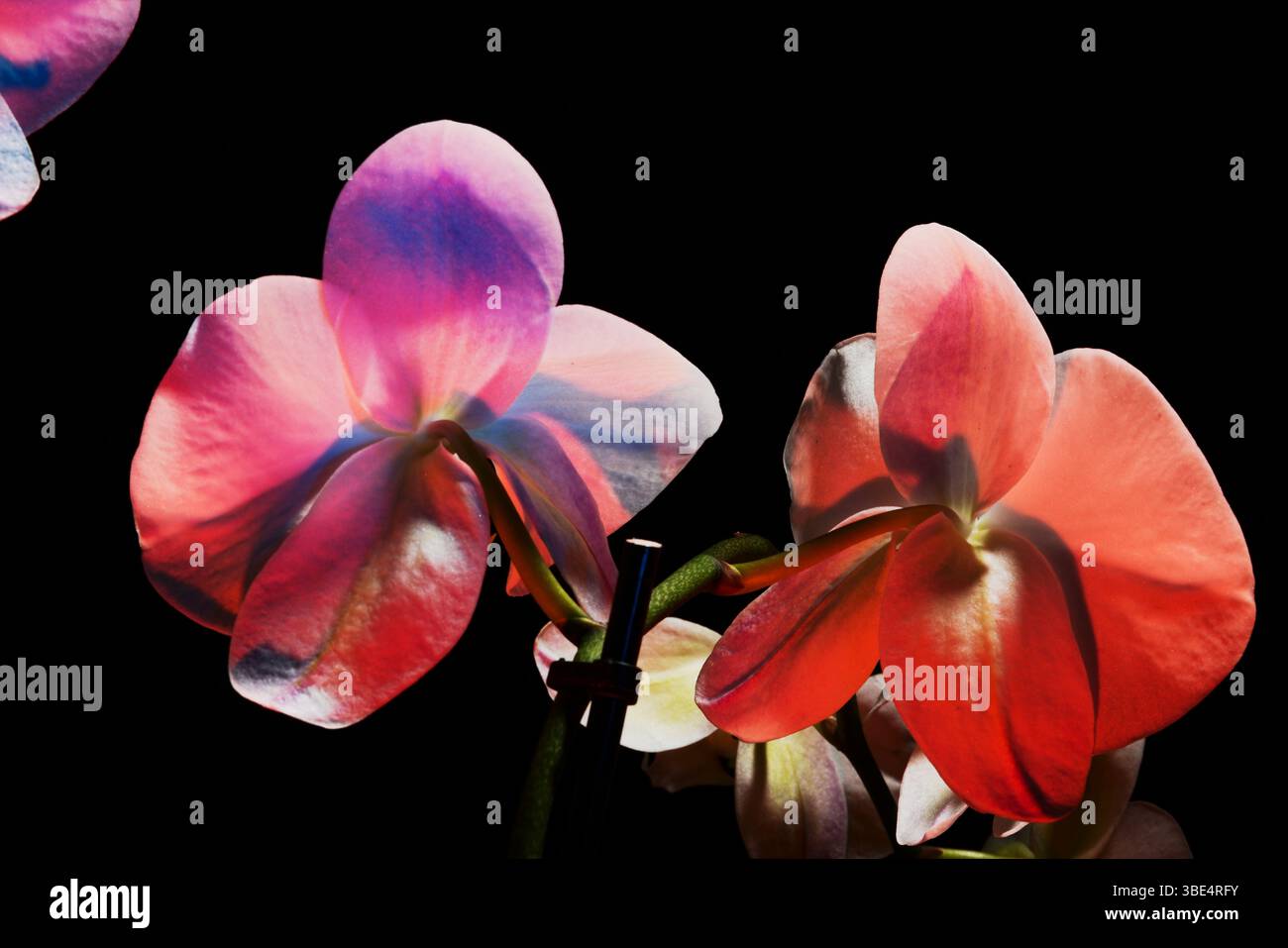 Artfully coloring orchid still life into interesting abstract of nature, complete with patterns ...