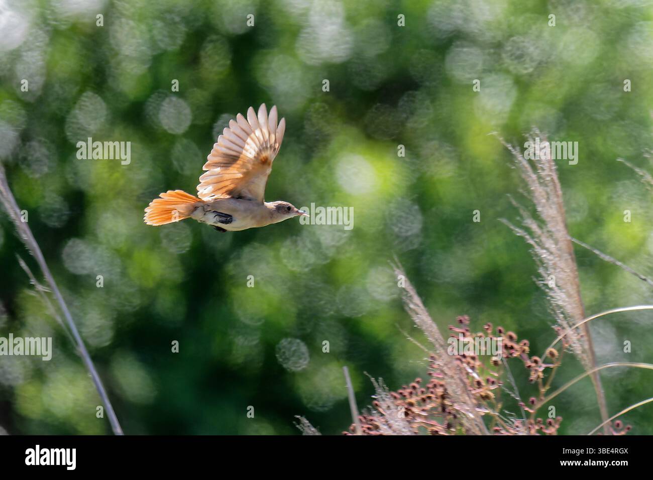 Rufus hornero hi-res stock photography and images - Alamy