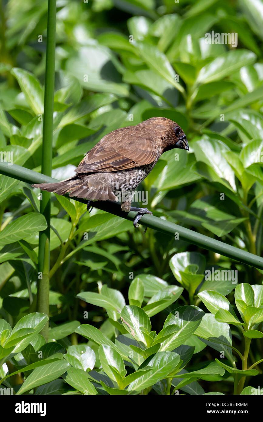 Scaly Breasted Munia (Lonchura Punctulata) in Oahu, Hawaii Stock Photo ...