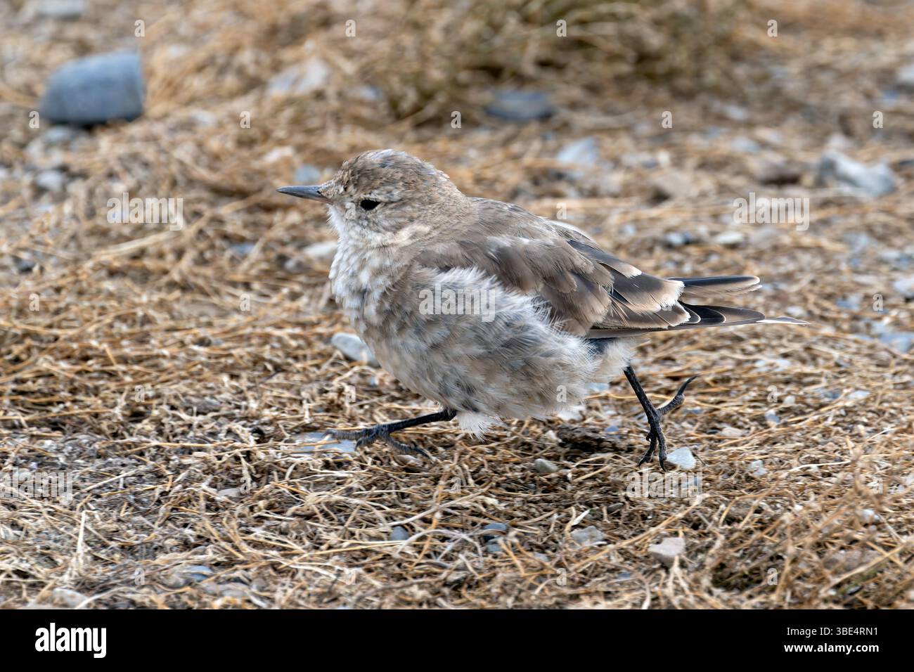 The short-billed miner ( Geositta Antarctica) is one of the world's ...