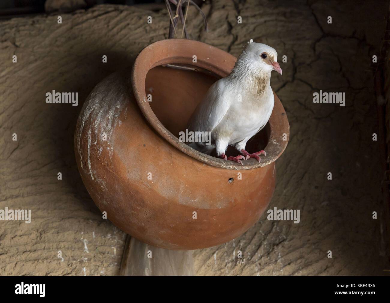 Bangladesh 2025 32299 hi-res stock photography and images - Alamy