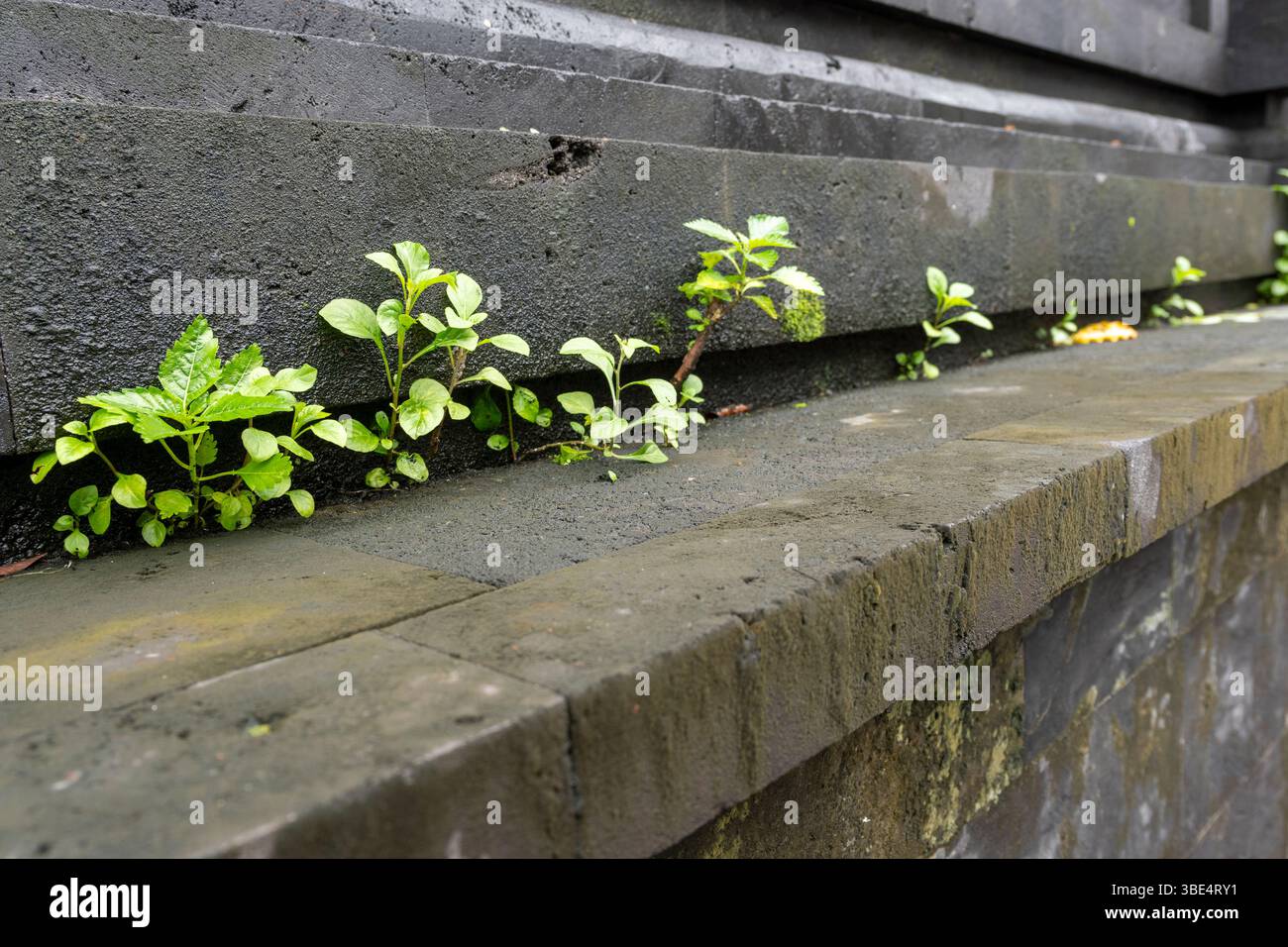 Brick wall with green moss growing on it. The moss is covering the wall ...