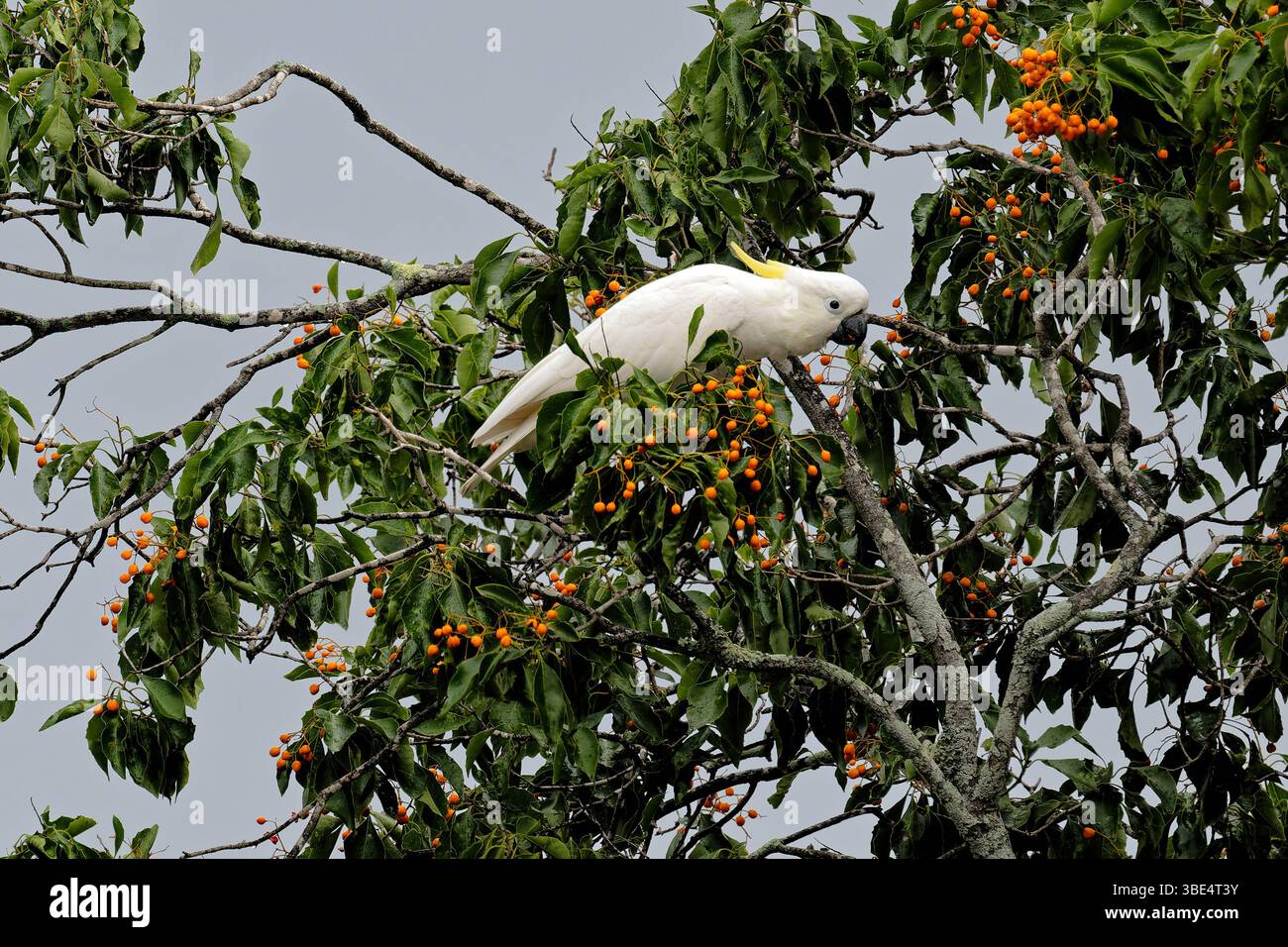 Australian aviculture hi-res stock photography and images - Alamy