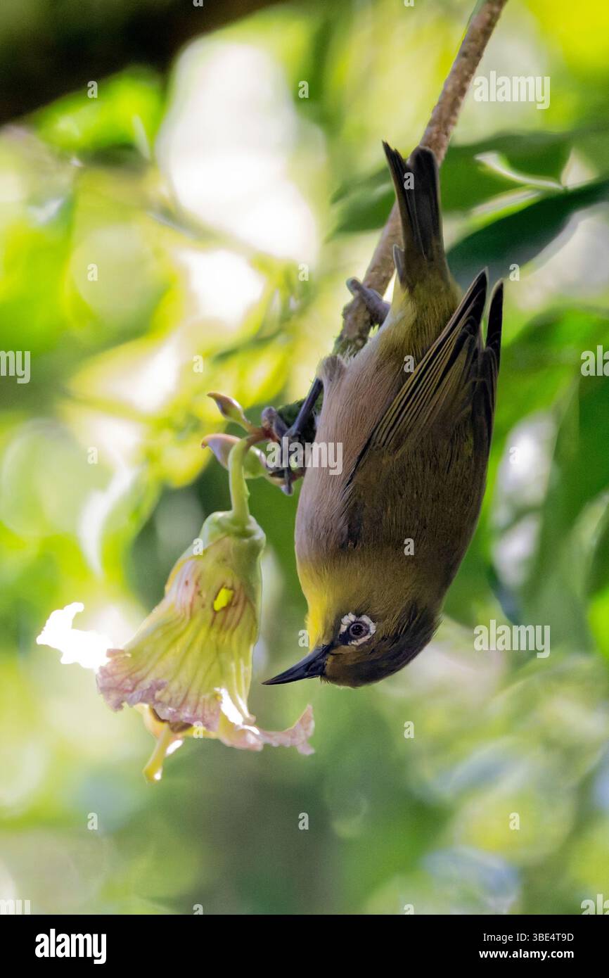 Warbling White Eye (Zosterops japonicus ) feeding on nectar Stock Photo ...