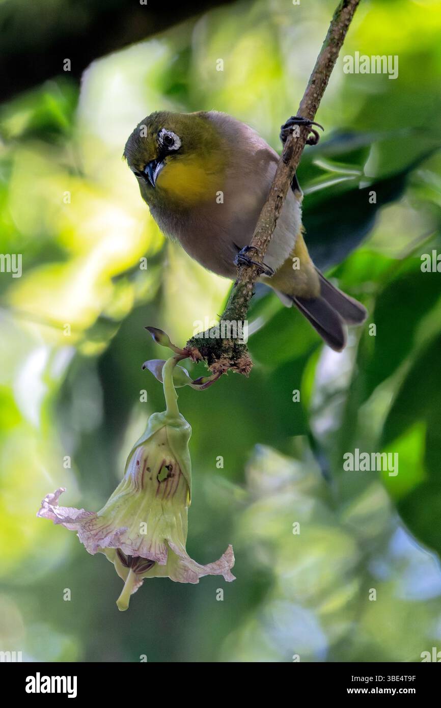 Warbling White Eye (Zosterops japonicus ) feeding on nectar Stock Photo ...