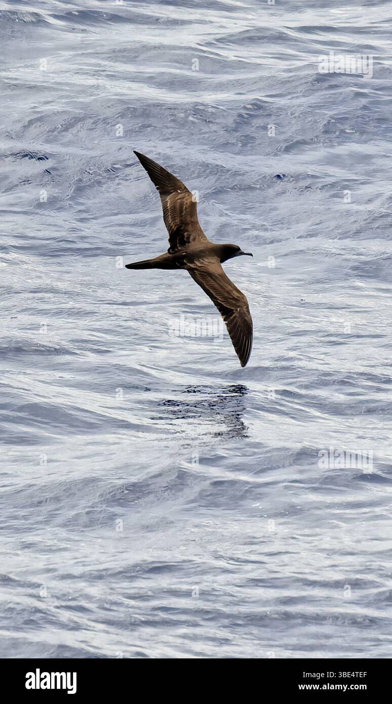 Wedge Tailed Shearwater (Ardenna pacifica Stock Photo - Alamy