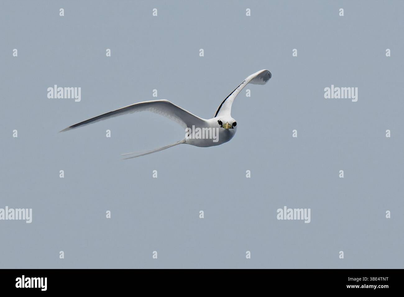 The tail of a white tailed tropic bird (Phaethon lepturus) is twice as ...