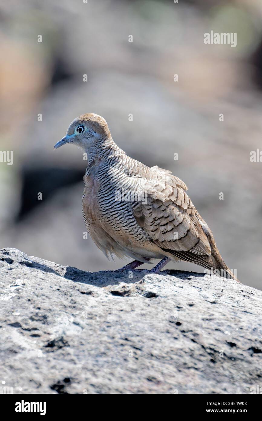 Barred ground dove geopelia striata hi-res stock photography and images ...