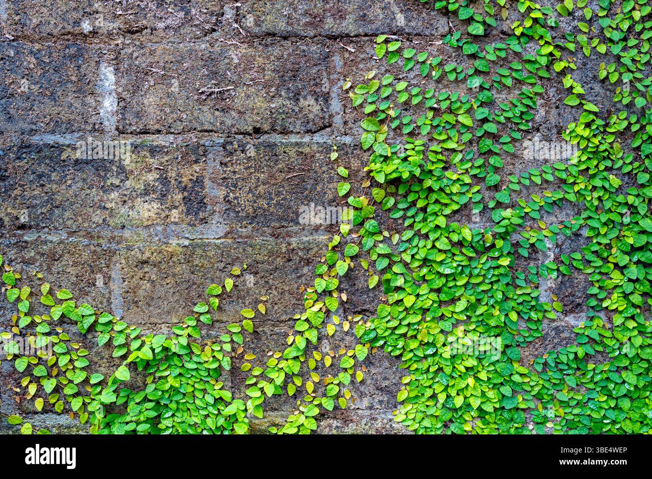 Wall covered in green vines. The vines are growing up the wall and are ...