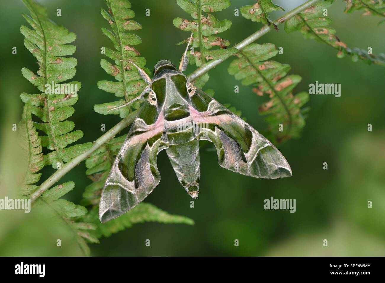 Oleander Hawk-moth - Daphnis nerii Stock Photo - Alamy