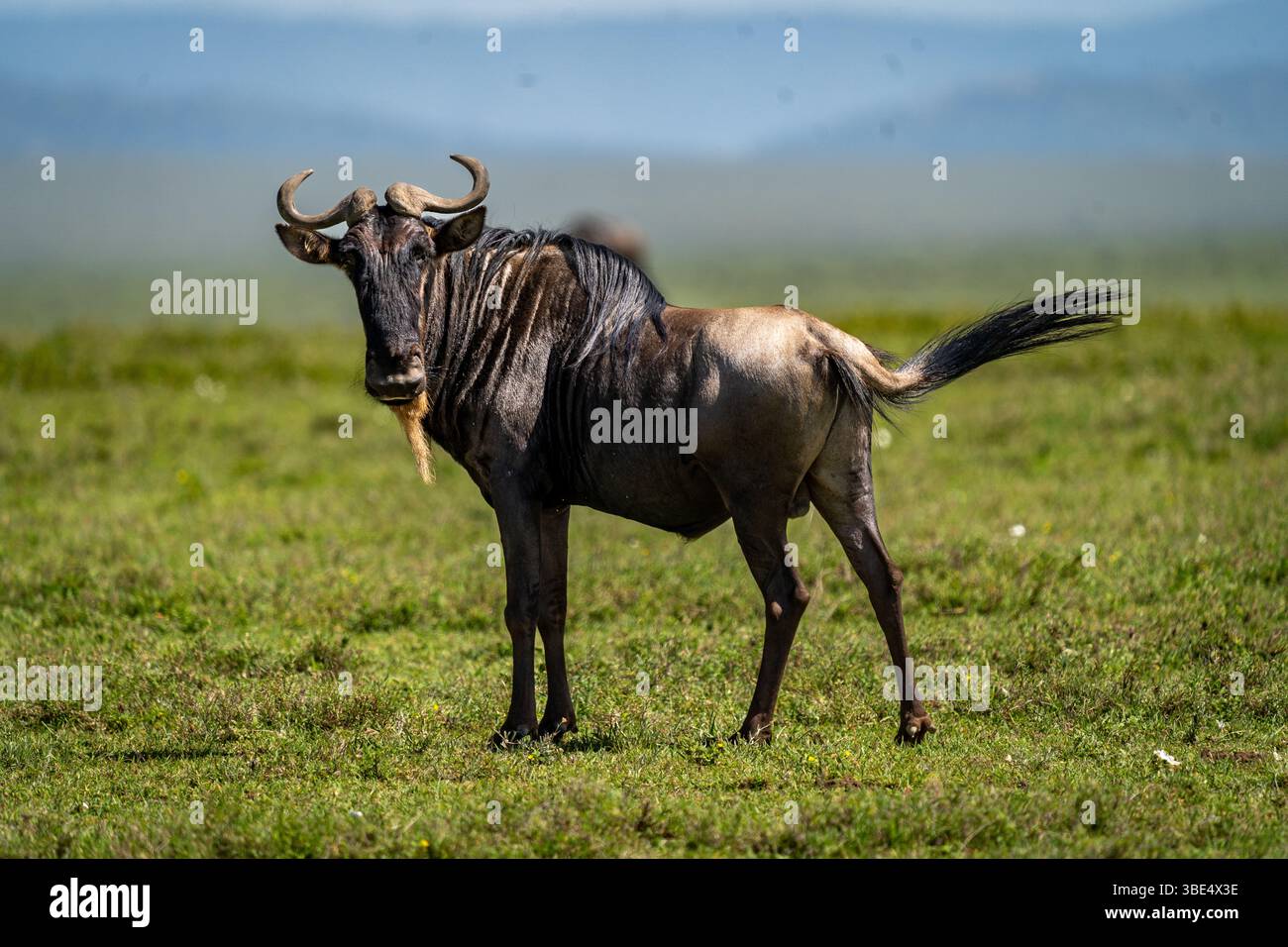 Wild wildebeest gnu grazing grassland hi-res stock photography and ...
