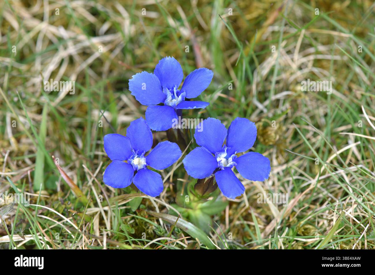 Spring Gentian - Gentiana verna Stock Photo - Alamy
