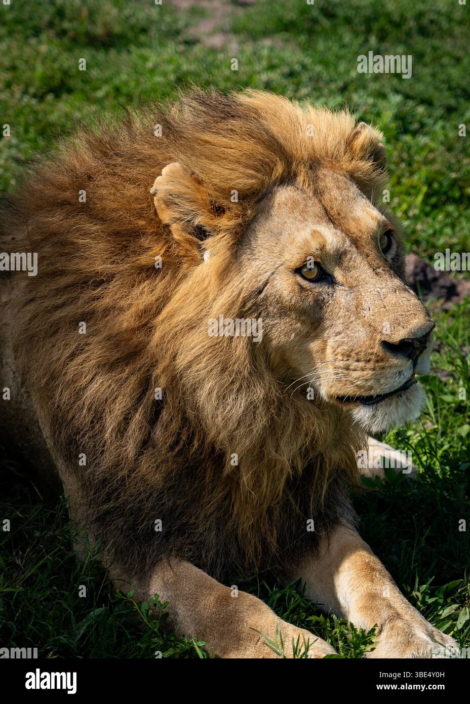 Close up of male lion resting in grass Stock Photo - Alamy