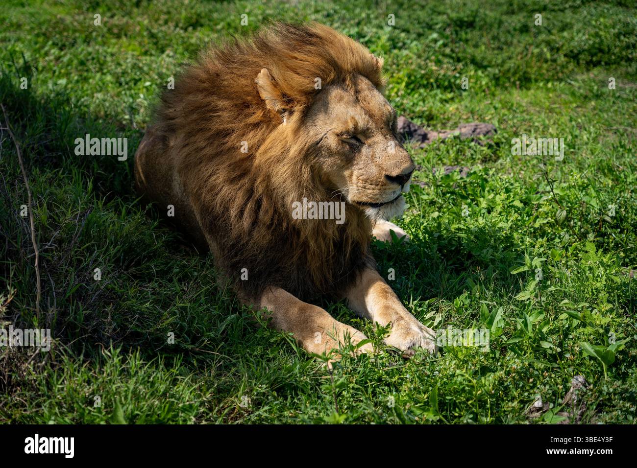 Male lion laying in hi-res stock photography and images - Alamy