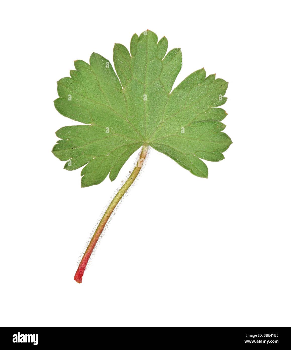 Round-leaved Crane's-bill - Geranium rotundifolium Stock Photo - Alamy