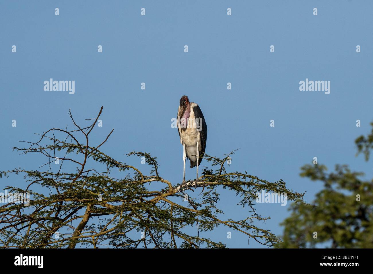 Marabou stork bald head large hi-res stock photography and images - Alamy