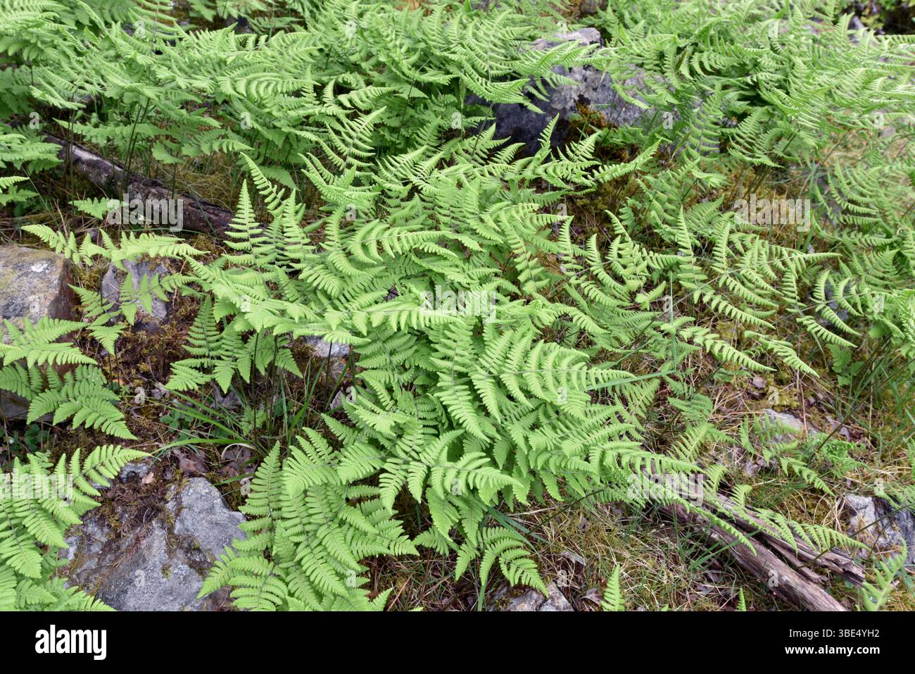 Gymnocarpium hi-res stock photography and images - Alamy
