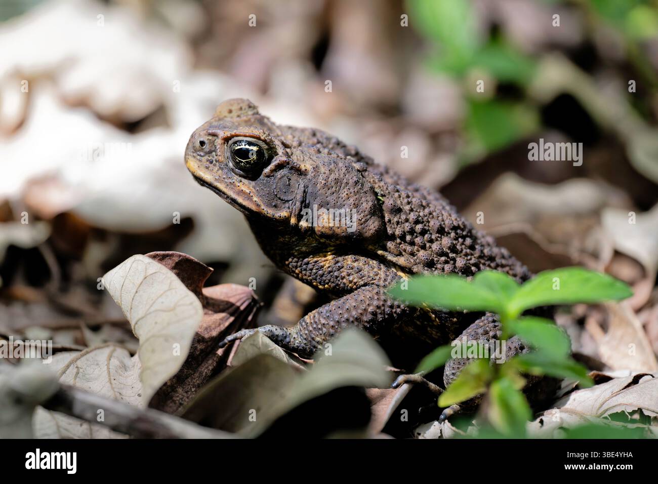 Parotoid gland hi-res stock photography and images - Alamy
