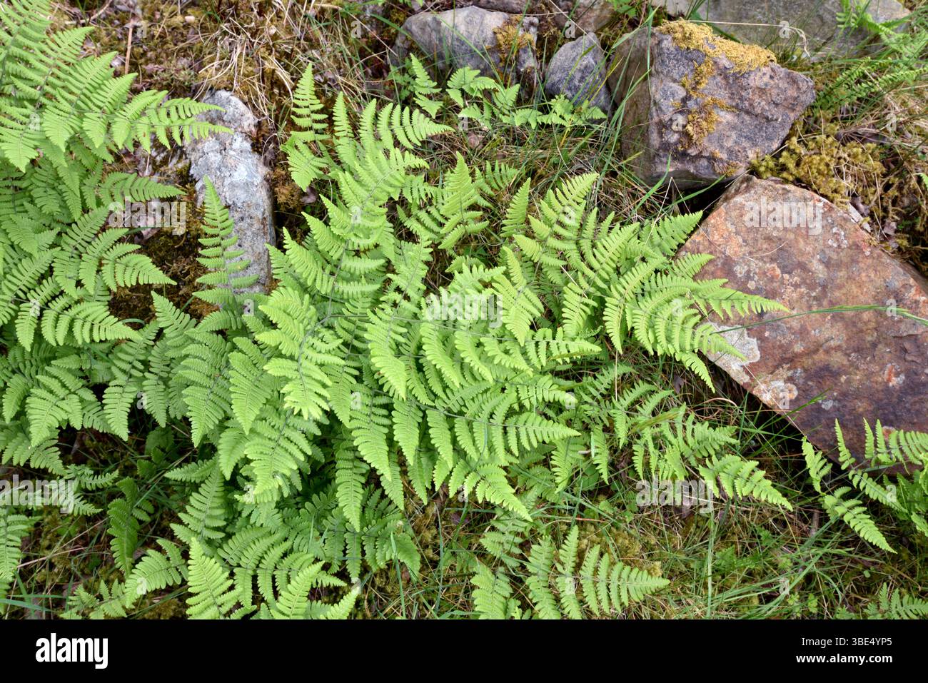 Gymnocarpium hi-res stock photography and images - Alamy