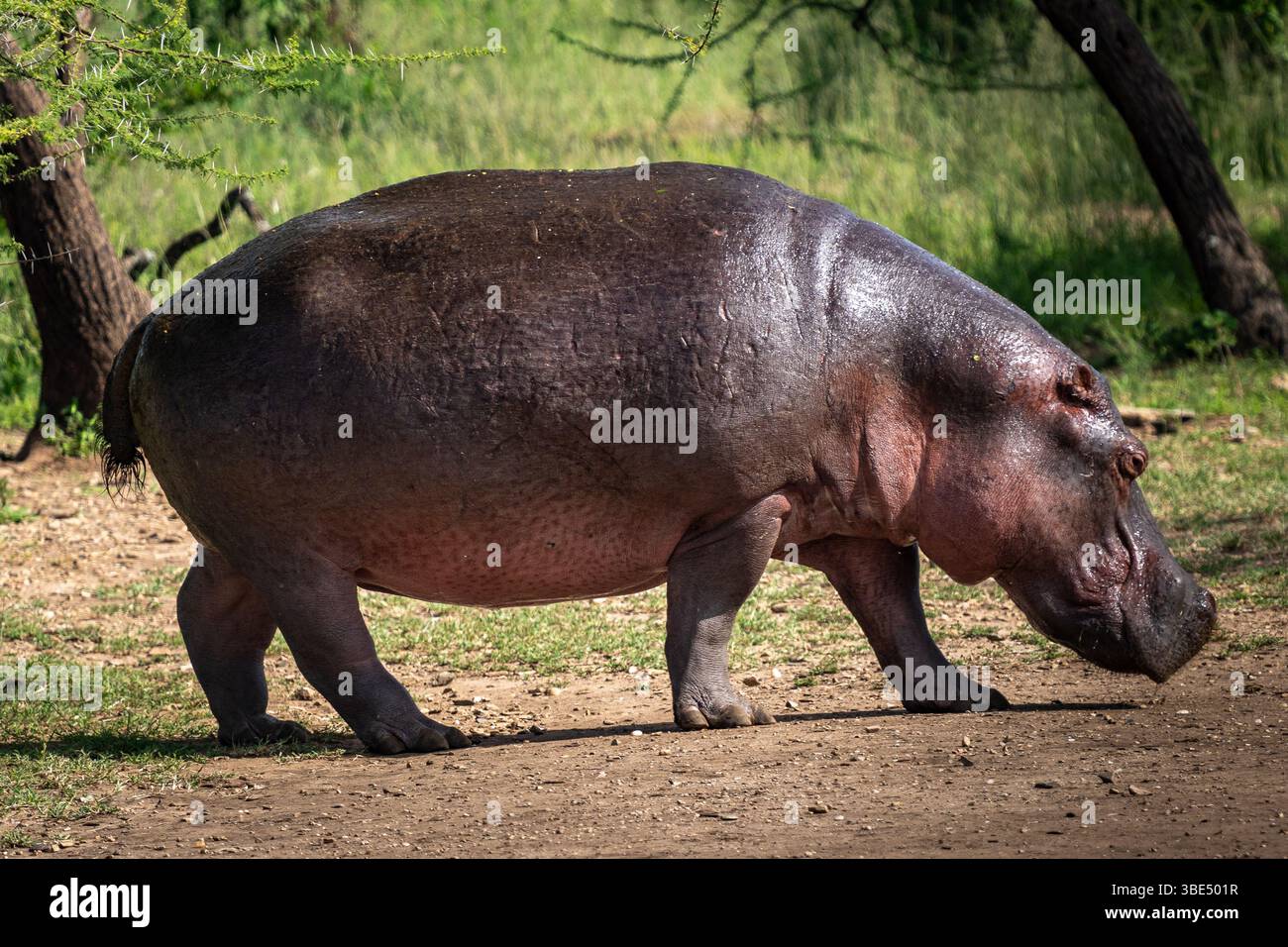 Hippopotamus amphibius skin close hi-res stock photography and images ...
