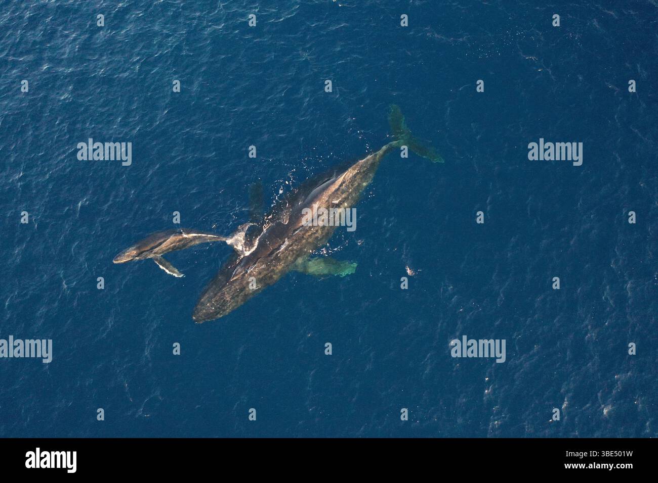 Mom and baby humpback whale swimming together in Maui Hawaii Stock ...