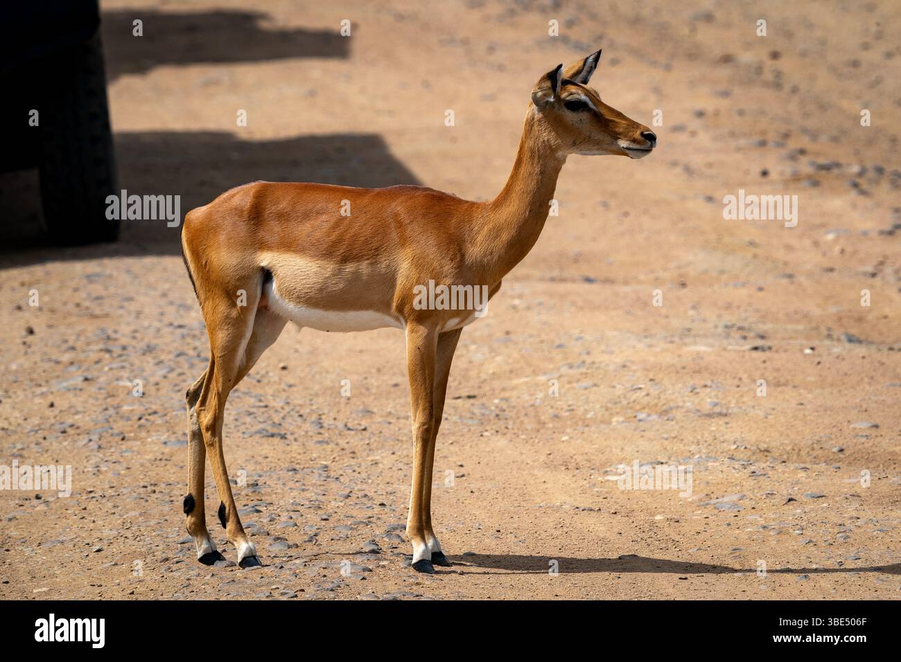 Female impala standing on dirt road in Serengeti, Tanzania Stock Photo ...